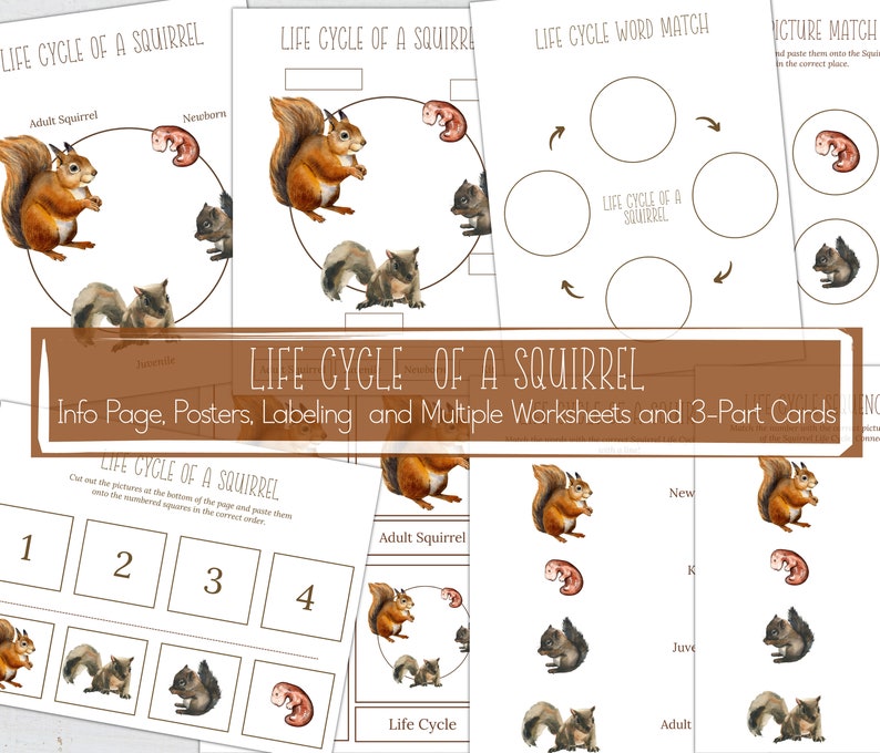 Squirrel Unit Study: Anatomy, Life Cycle, Homeschool Printable (instant ...