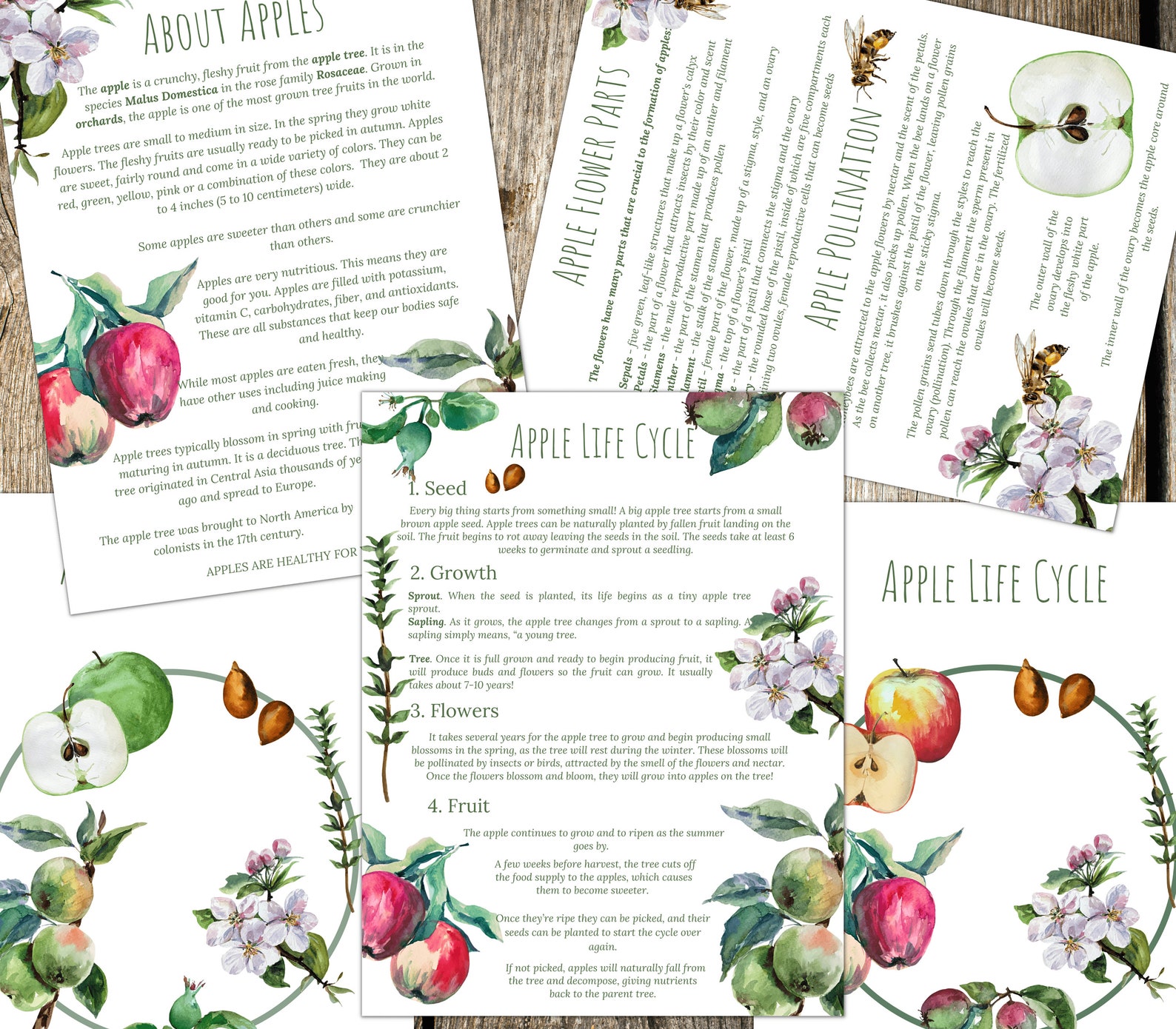 APPLE Unit Study Life Cycle Anatomy Nature Study Science - Etsy