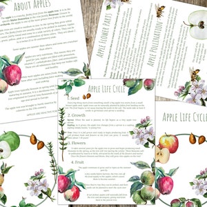 APPLE Unit Study Life Cycle Anatomy Nature Study Science - Etsy