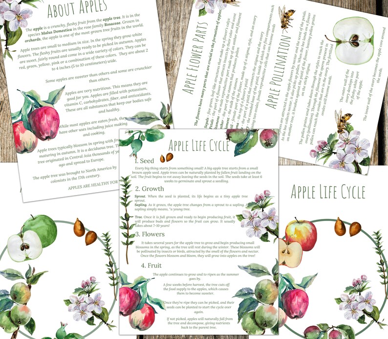 APPLE Unit Study Life Cycle Anatomy Nature Study Science - Etsy