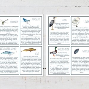 POND ECOSYSTEM Mini Poster, Fact Cards and 3 Part Cards, Nature ...