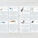 POND ECOSYSTEM Mini Poster, Fact Cards and 3 Part Cards, Nature ...