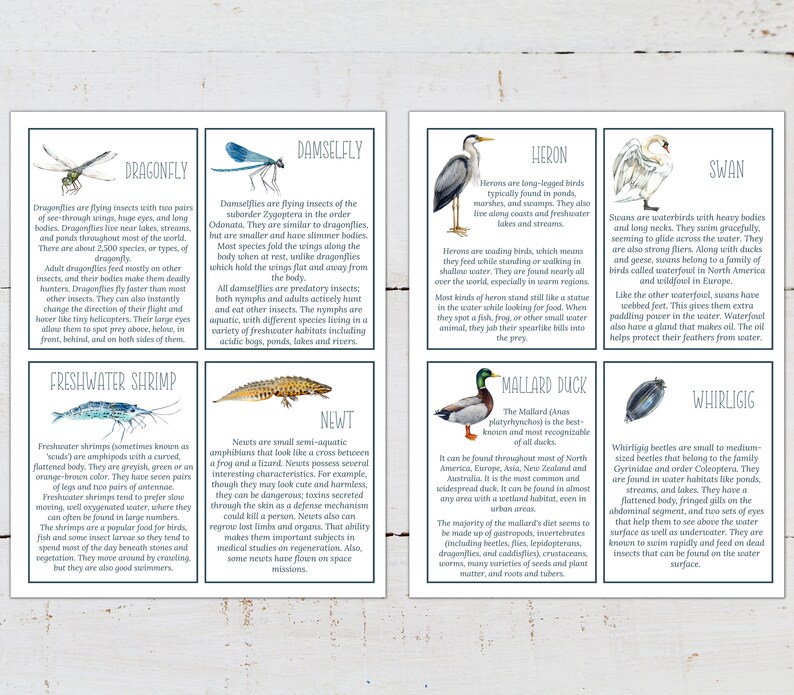 POND ECOSYSTEM Mini Poster Fact Cards and 3 Part Cards - Etsy