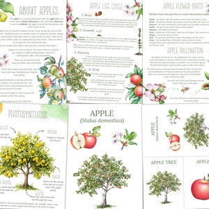 APPLE Unit Study, Life Cycle, Anatomy, Nature Study, Science ...