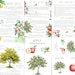 APPLE Unit Study, Life Cycle, Anatomy, Nature Study, Science ...
