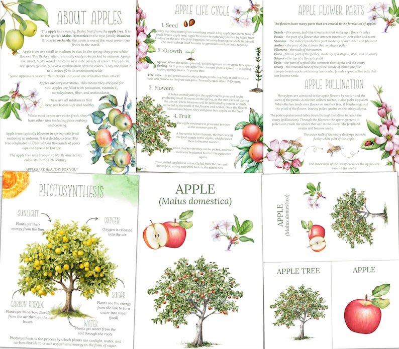 APPLE Unit Study, Life Cycle, Anatomy, Nature Study, Science ...