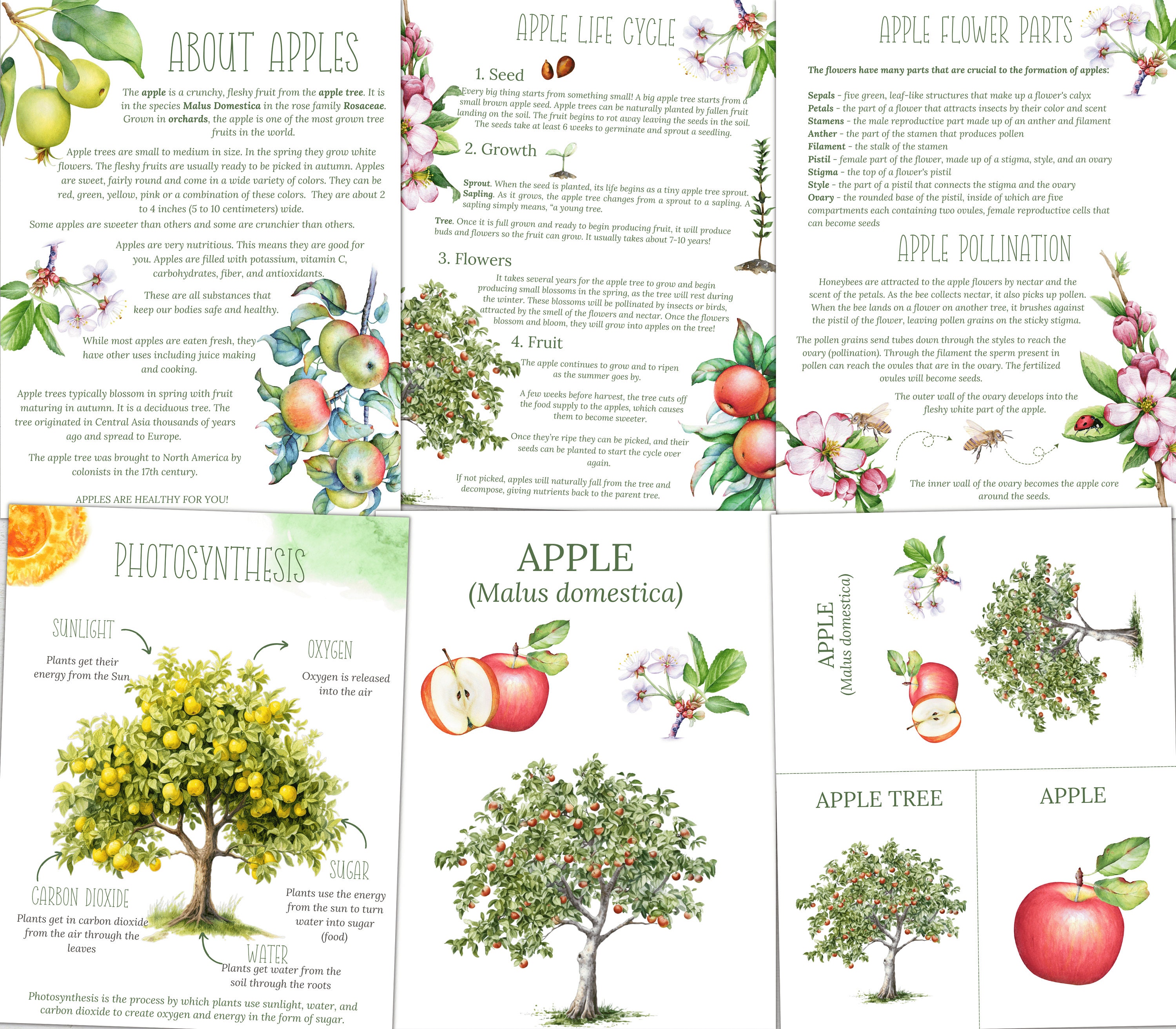 APPLE Unit Study, Life Cycle, Anatomy, Nature Study, Science ...