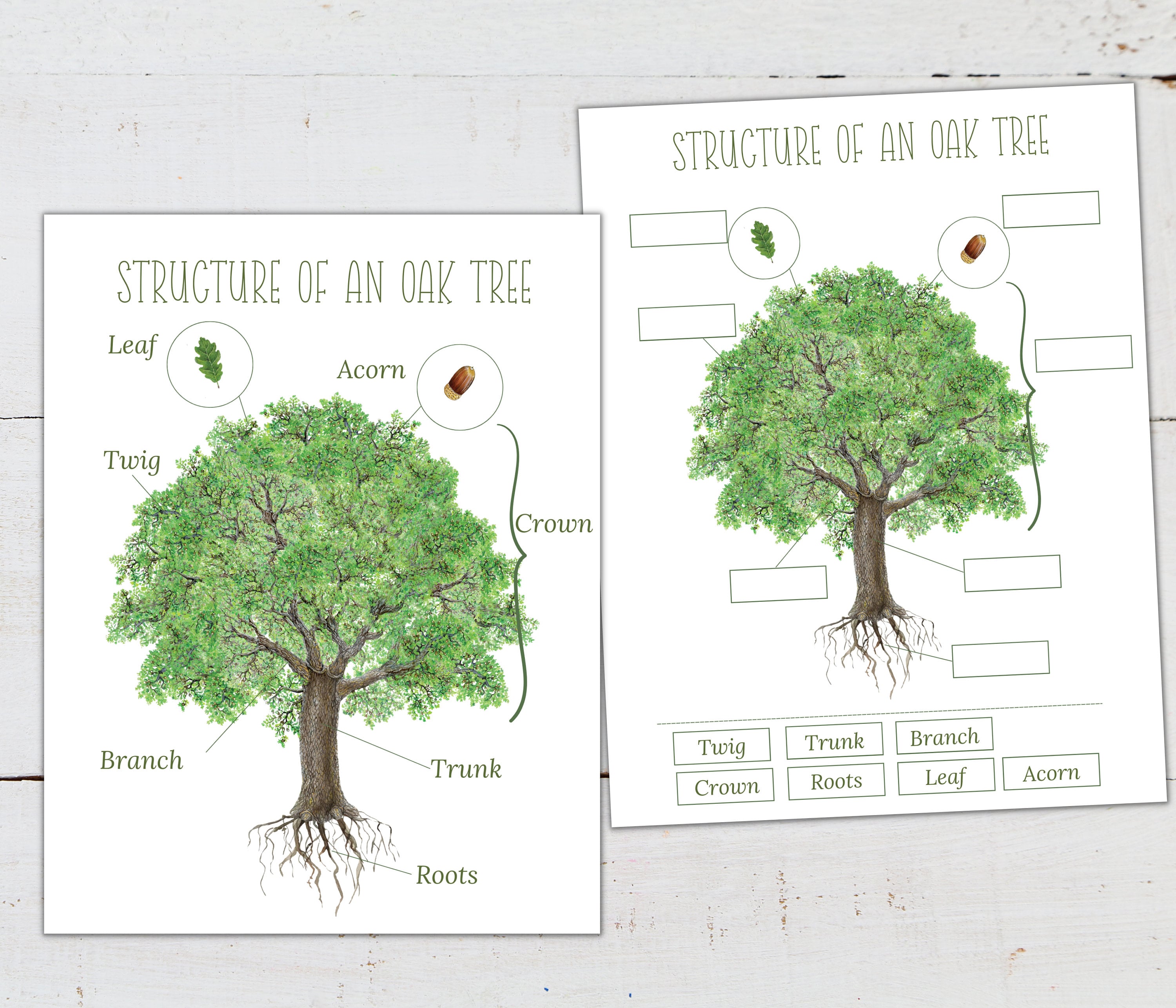 OAK Tree and ACORN Anatomy, Posters + Labeling and Tracing Activities ...