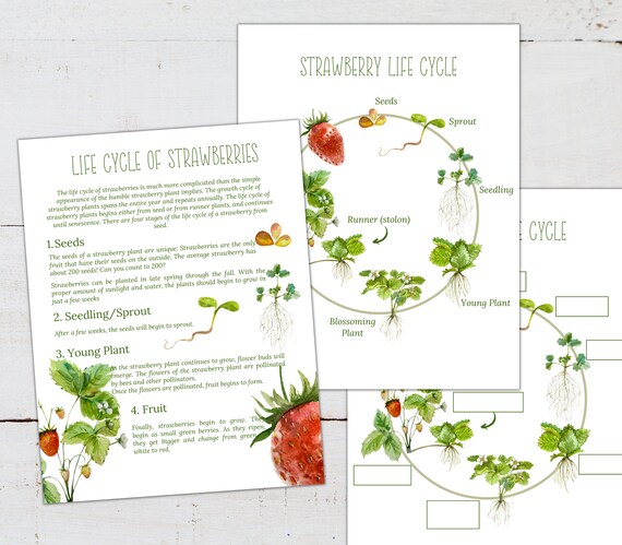 Strawberry Plant Life Cycle Diagram