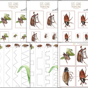 Cockchafer Unit Study: Life Cycle & Anatomy (homeschool Printable) - Etsy