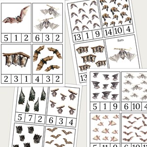 BATS Unit Study Life Cycle Anatomy Nature Study Science - Etsy