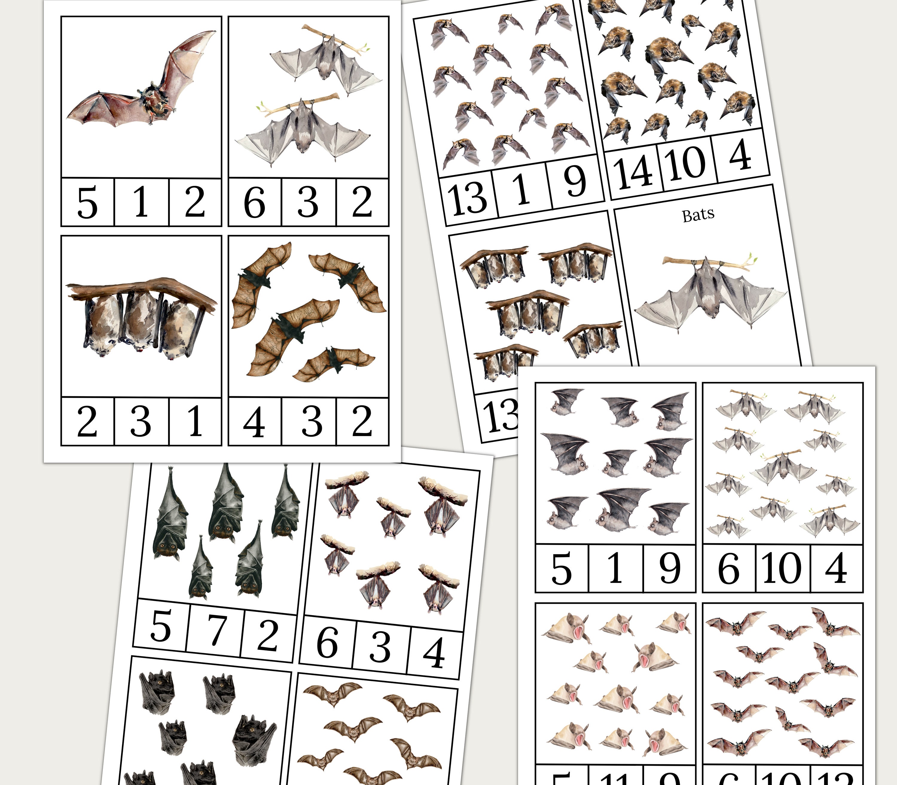 BATS Unit Study Life Cycle Anatomy Nature Study Science - Etsy Australia
