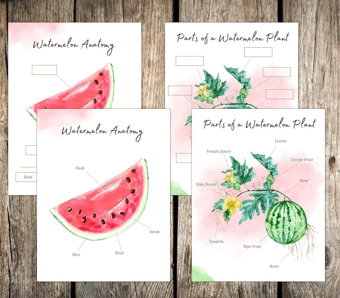 WATERMELON Unit Study Life Cycle Anatomy Nature Study | Etsy
