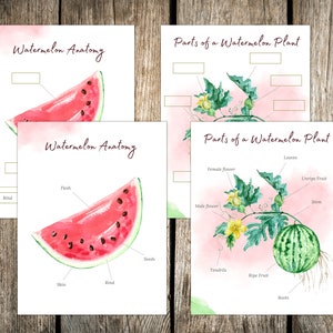 WATERMELON Unit Study Life Cycle Anatomy Nature Study - Etsy