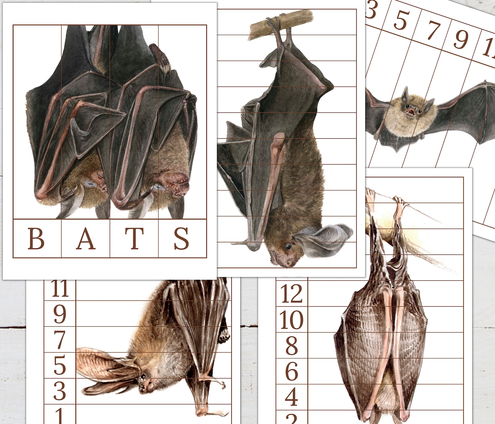 Bats Unit Study: Life Cycle, Anatomy, Homeschool Printable (instant ...