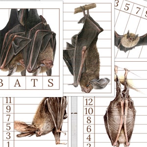 BATS Unit Study, Life Cycle, Anatomy, Nature Study, Science ...