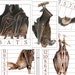 BATS Unit Study, Life Cycle, Anatomy, Nature Study, Science ...