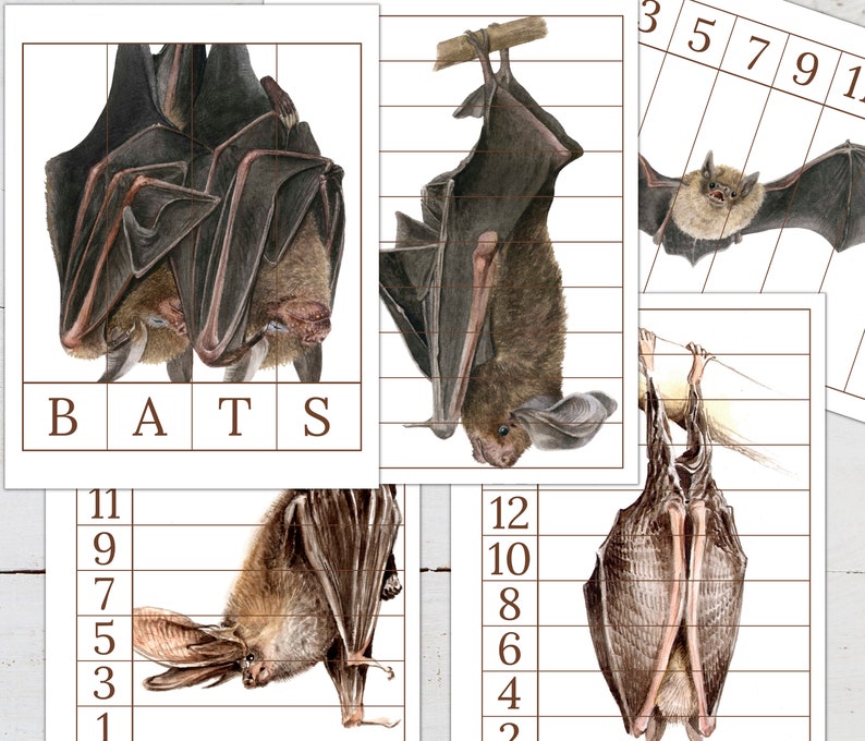 Bats Unit Study: Life Cycle, Anatomy, Homeschool Printable (instant ...