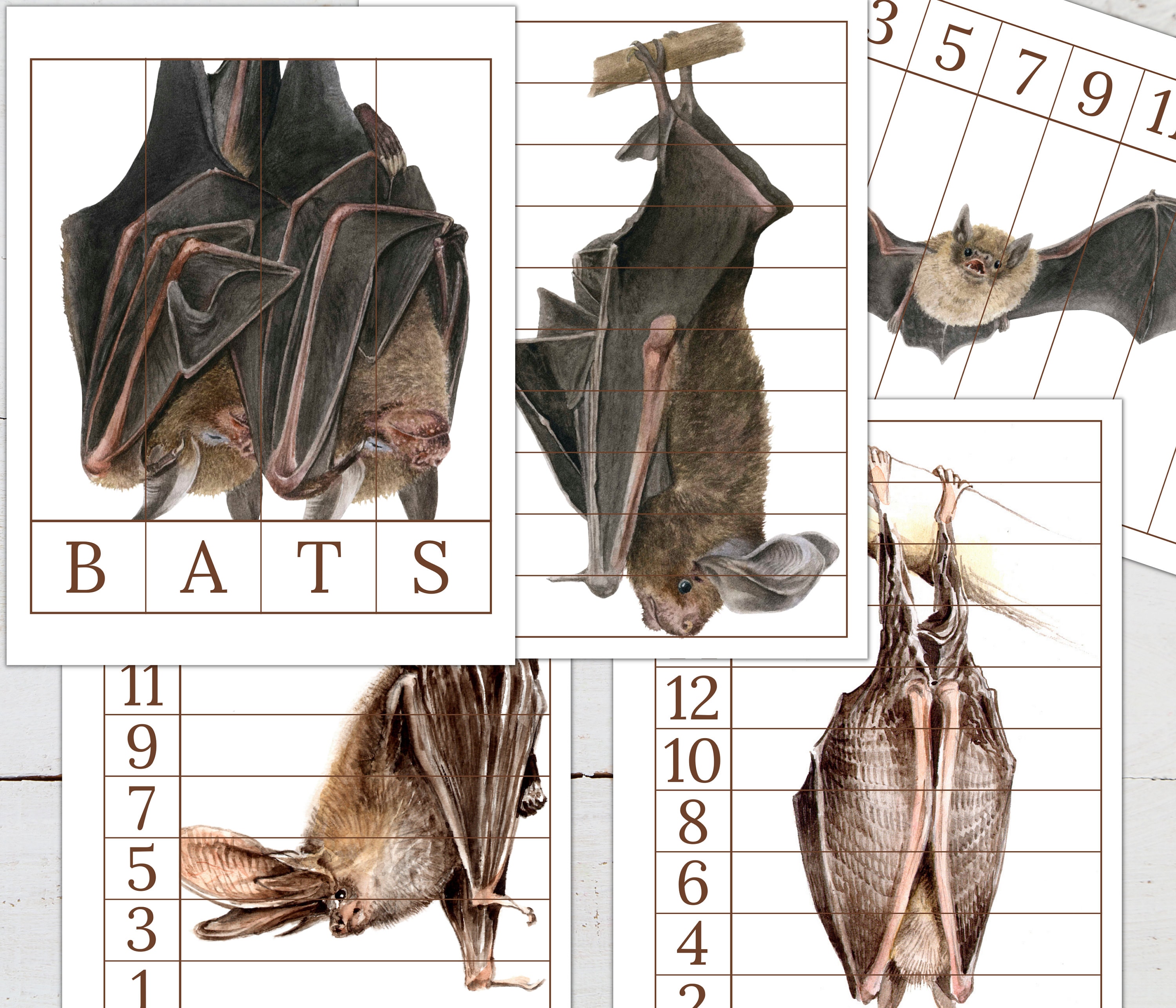 Bats Unit Study: Life Cycle, Anatomy, Homeschool Printable (instant ...
