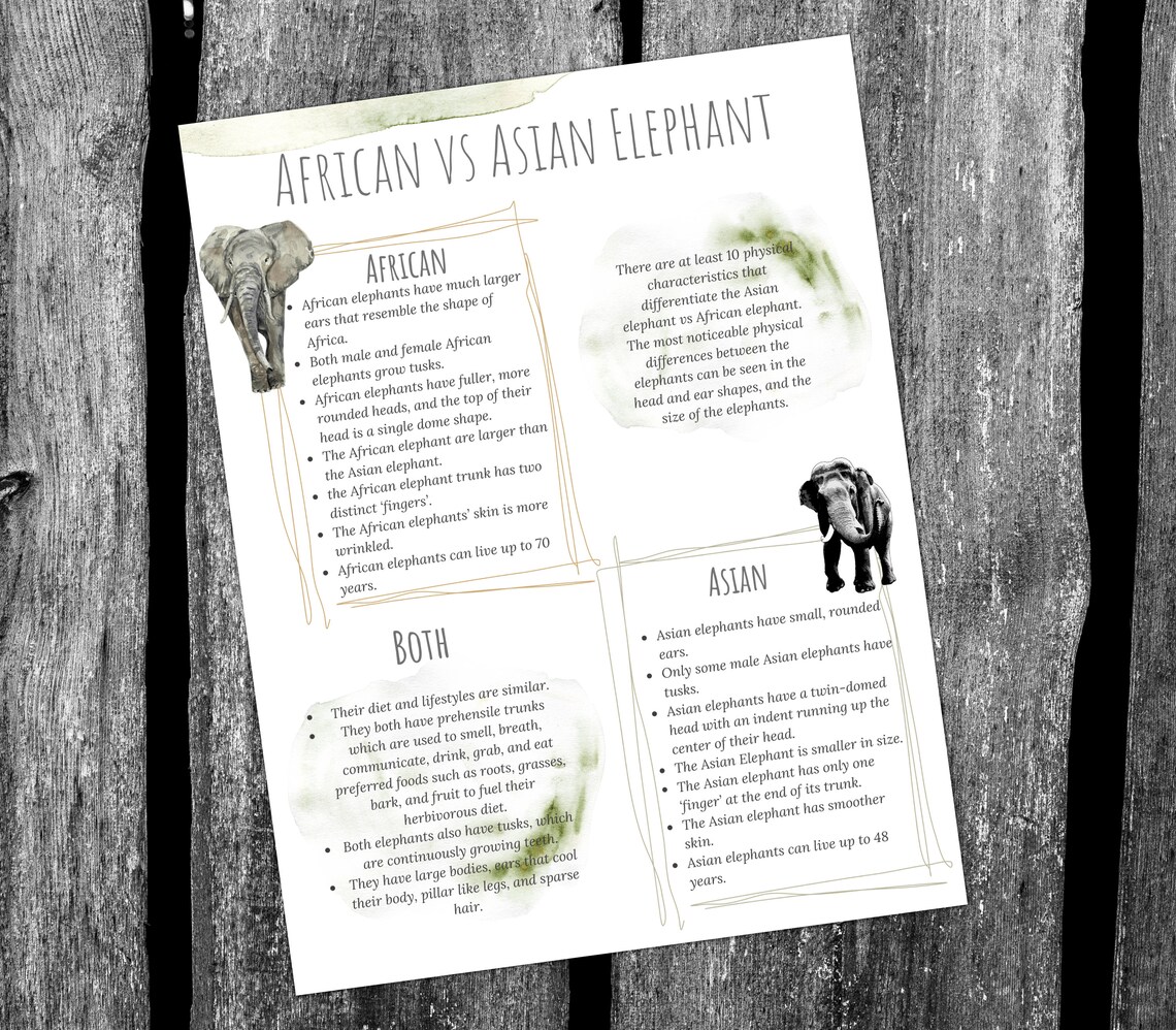 AFRICAN Vs ASIAN Elephant Venn Diagram Activity Homeschool - Etsy