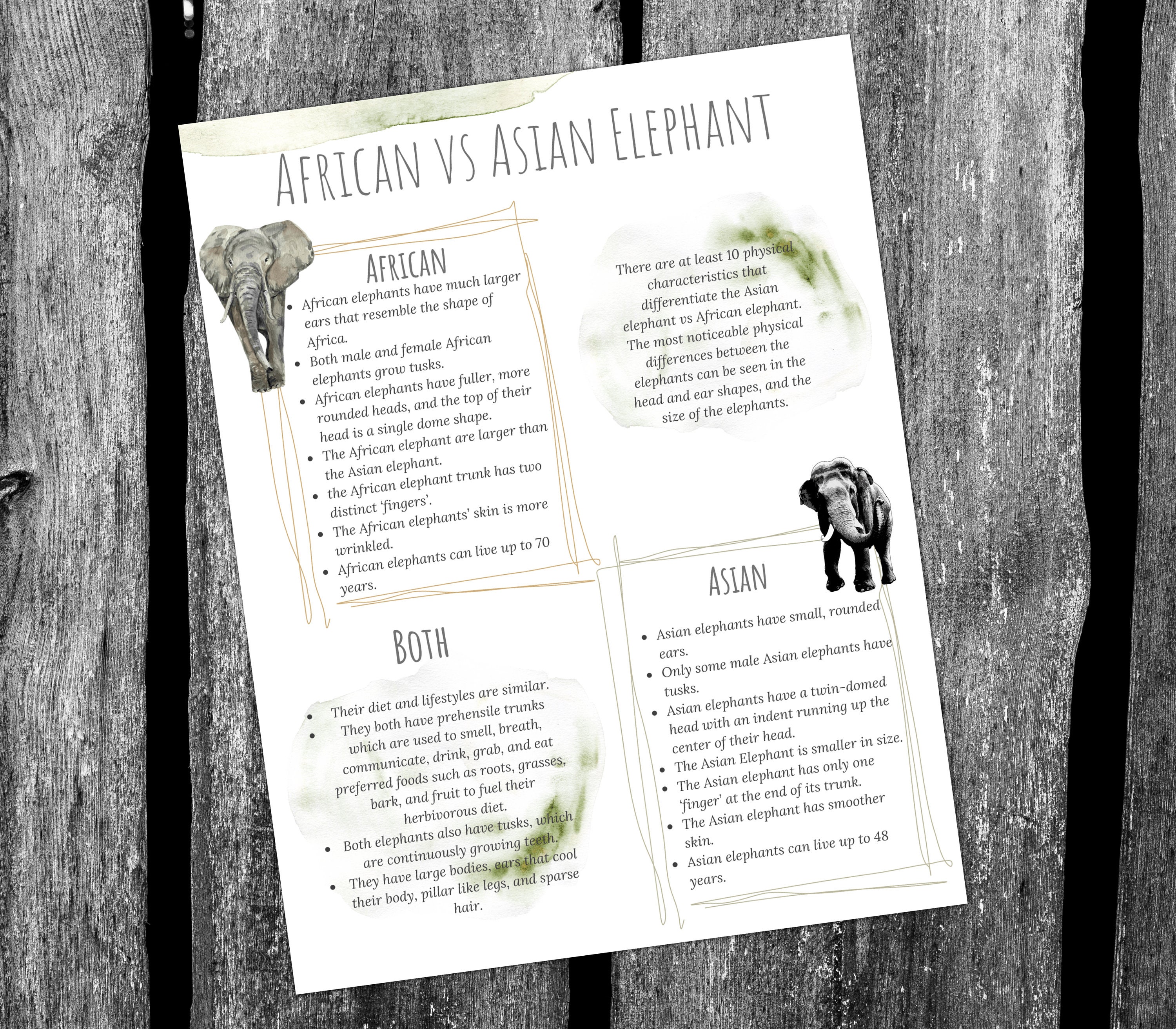 AFRICAN Vs ASIAN Elephant Venn Diagram Activity Homeschool - Etsy