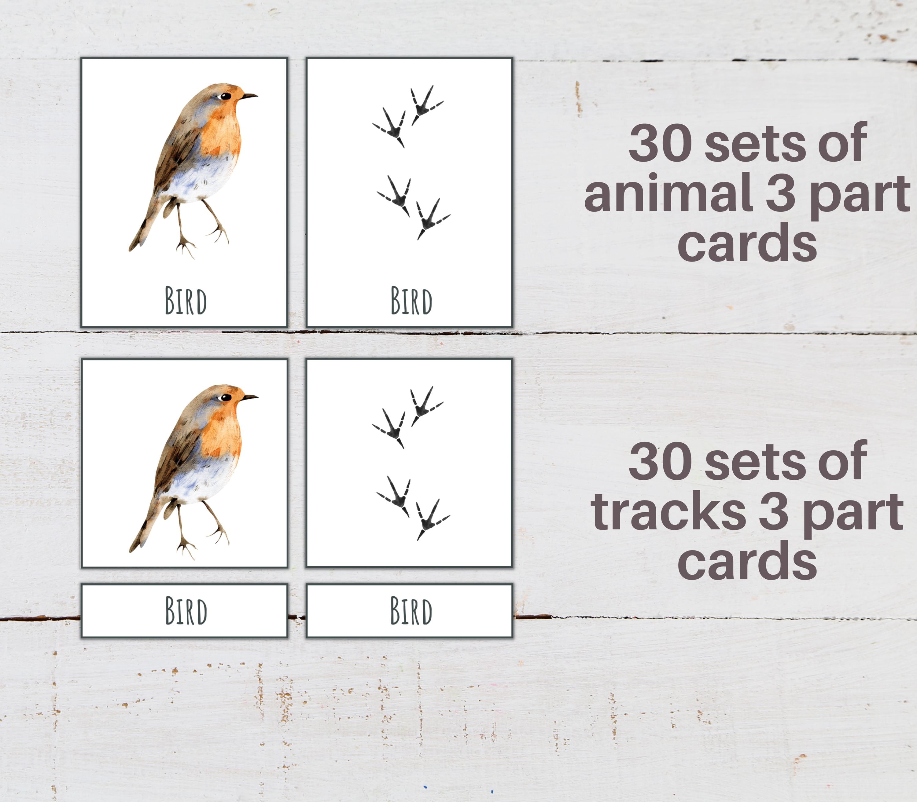Animal Tracks Poster Set: Nature Study Cards & Puzzles (digital ...