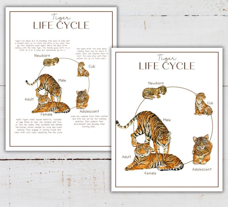 TIGER Life Cycle, Nature Study, Homeschool Printable, Instant Download ...