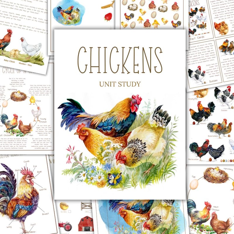 Chicken Anatomy Printable - Etsy