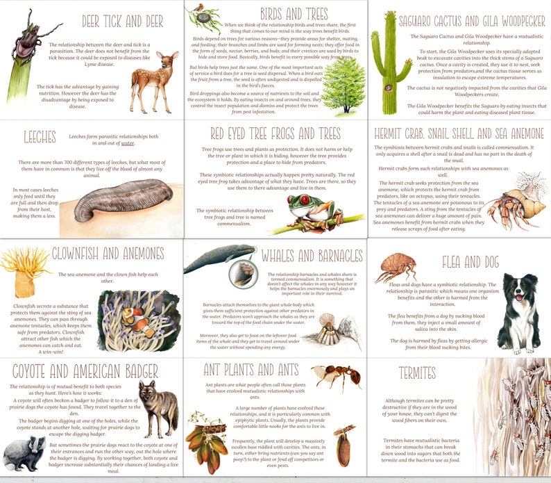 Symbiosis in Nature Unit Study: Homeschool Science (instant Download ...