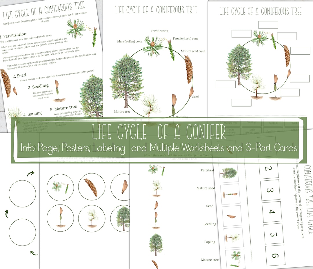 CONIFEROUS TREE Life Cycle, Nature Study, Homeschool Printable, Instant ...