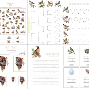 AMERICAN ROBIN Unit Study, Life Cycle, Anatomy, Nature Study, Science ...