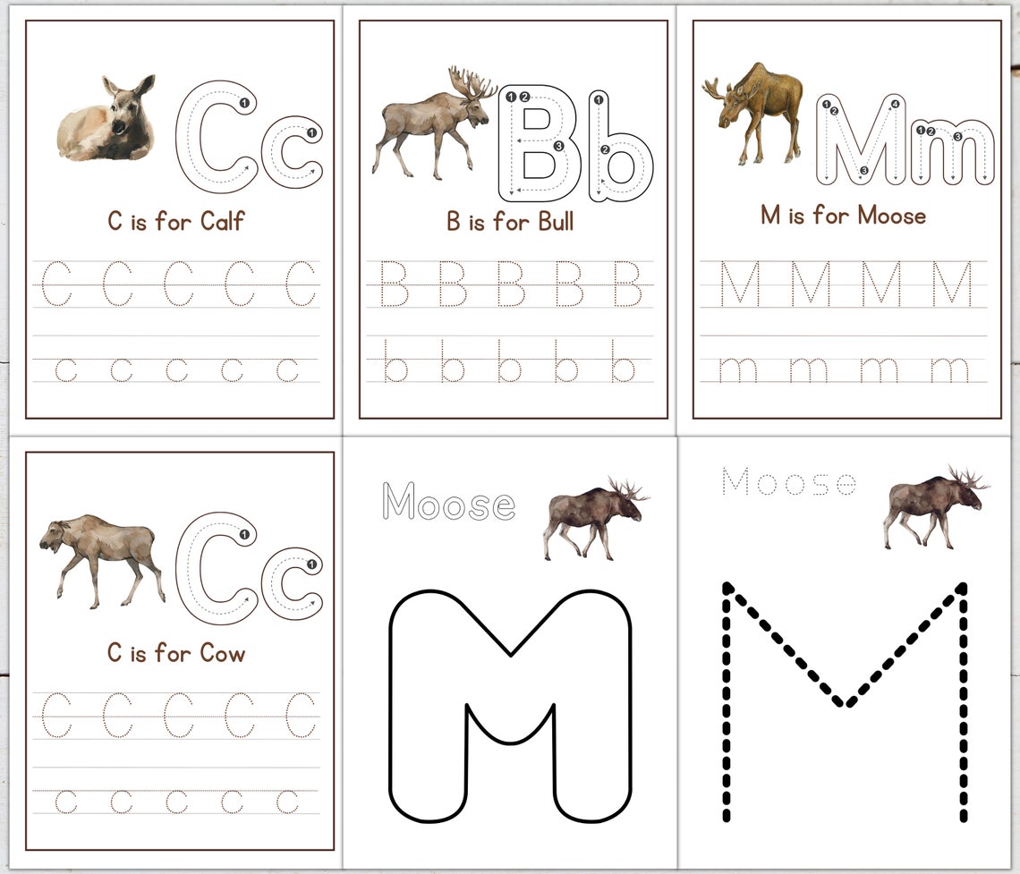 Moose Unit Study: Homeschool Science, Anatomy & Life Cycle (printable ...
