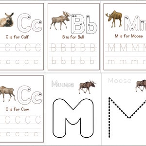 MOOSE Unit Study, Life Cycle, Anatomy, Nature Study, Science ...