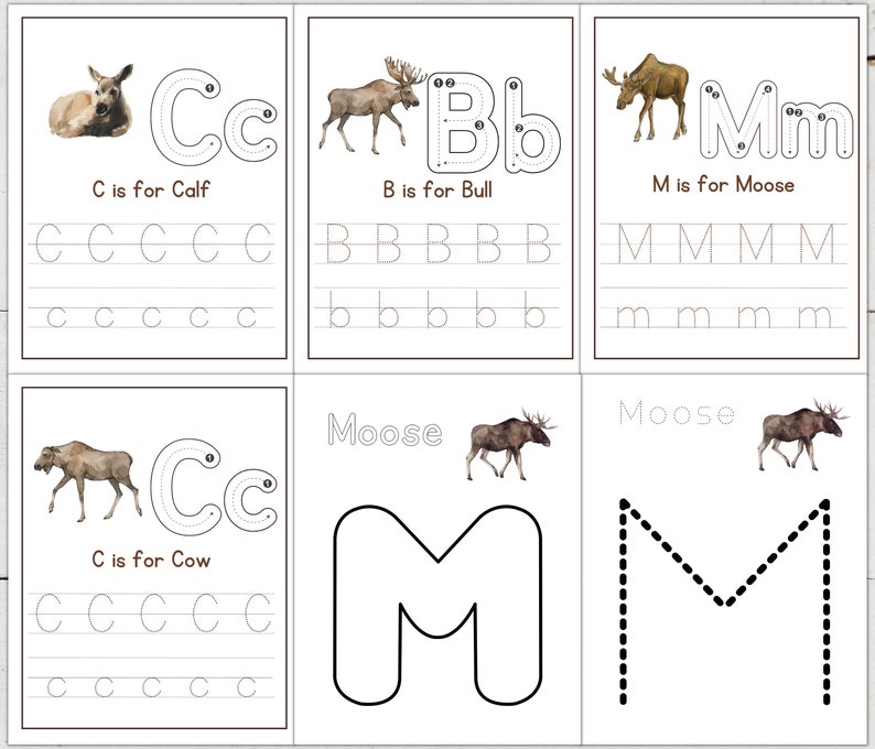 Moose Unit Study: Homeschool Science, Anatomy & Life Cycle (printable ...