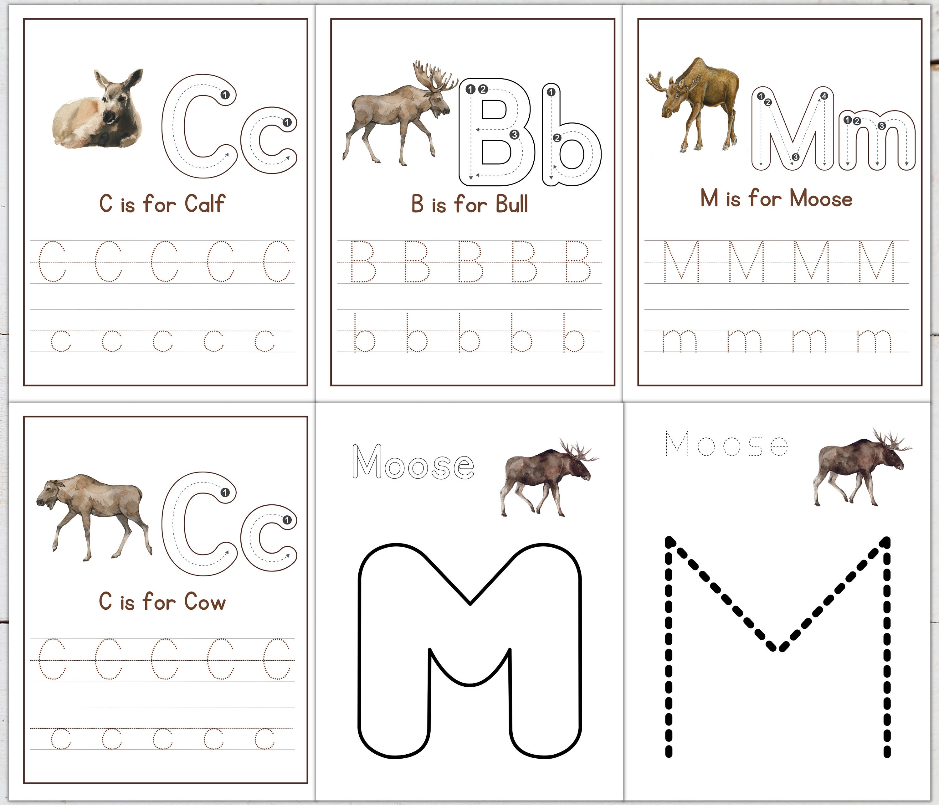 Moose Unit Study: Homeschool Science, Anatomy & Life Cycle (printable ...