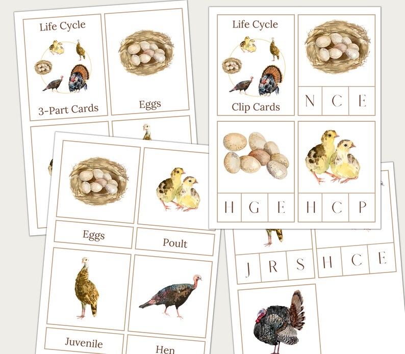 TURKEY Unit Study Life Cycle Anatomy Montessori 3 Part - Etsy