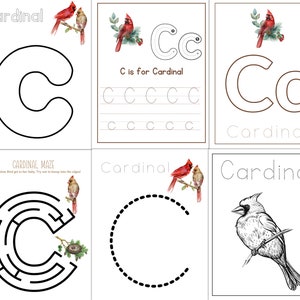 NORTHERN CARDINAL Unit Study, Life Cycle, Anatomy, Nature Study ...