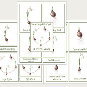 SNOWDROP Life Cycle, Nature Study, Homeschool Printable, Instant ...