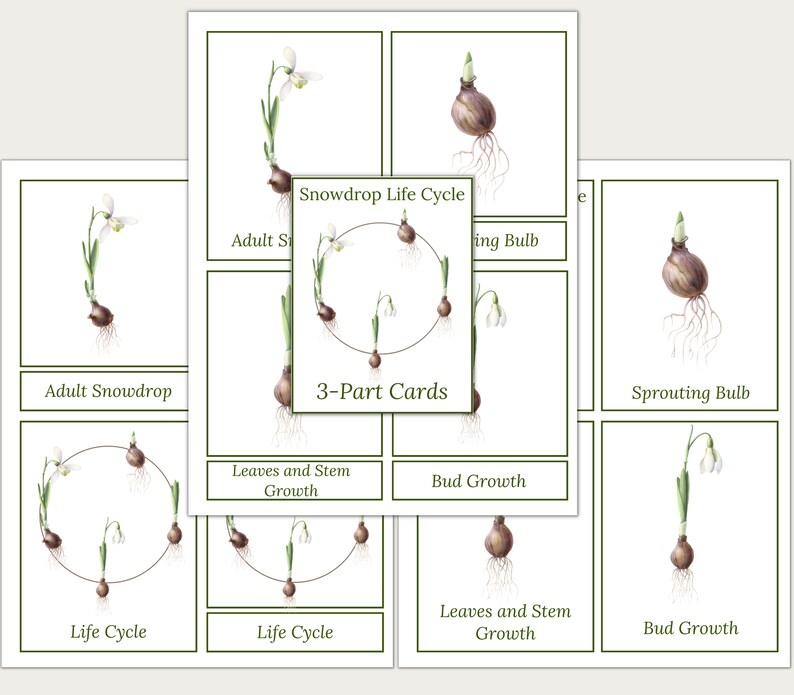 SNOWDROP Life Cycle, Nature Study, Homeschool Printable, Instant ...