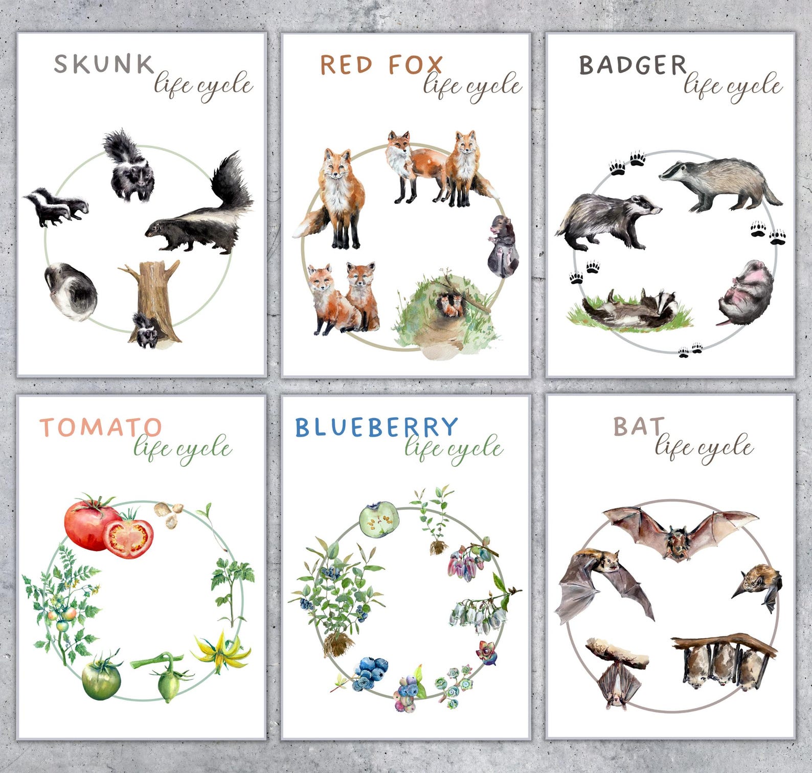 Life Cycle Printable 5x7" Flashcards. Montessori, Instant Download - Etsy