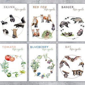 Life Cycle Printable 5x7" Flashcards. Montessori, Instant Download - Etsy