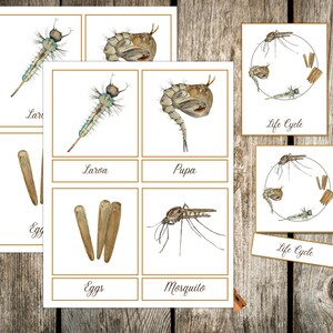 MOSQUITO Unit Study Life Cycle Anatomy Nature Study - Etsy