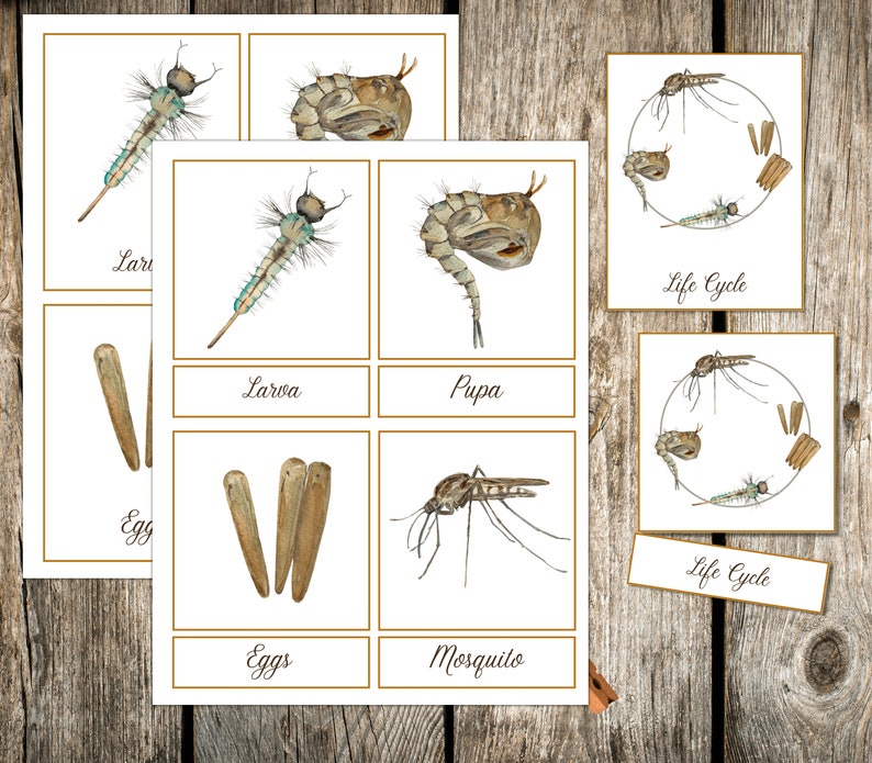 MOSQUITO Unit Study Life Cycle Anatomy Nature Study - Etsy