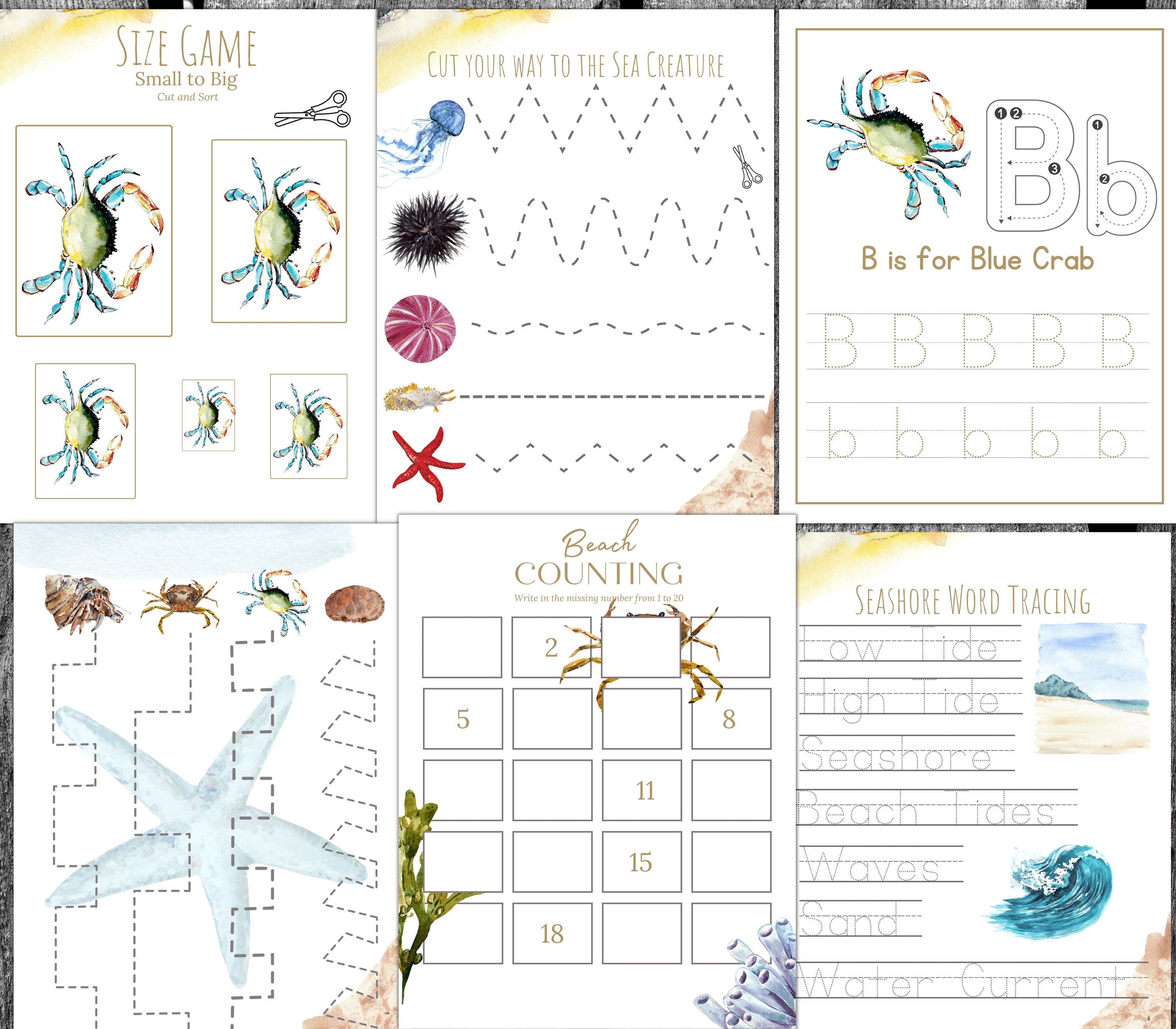 BEACH Unit Study Anatomy Nature Study Science Handwriting - Etsy