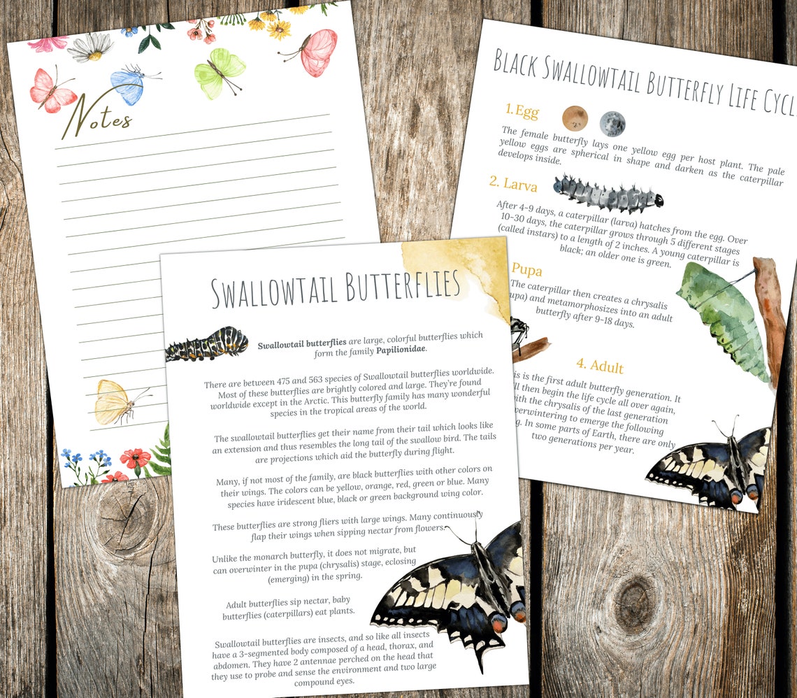 Swallowtail BUTTERFLY Unit Study Life Cycle Anatomy Nature - Etsy