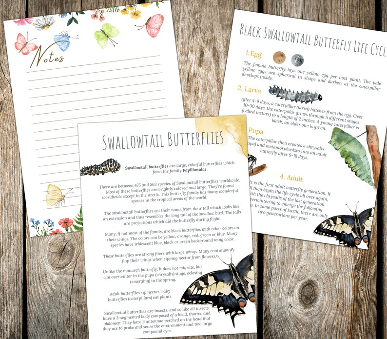 Swallowtail BUTTERFLY Unit Study Life Cycle Anatomy Nature - Etsy