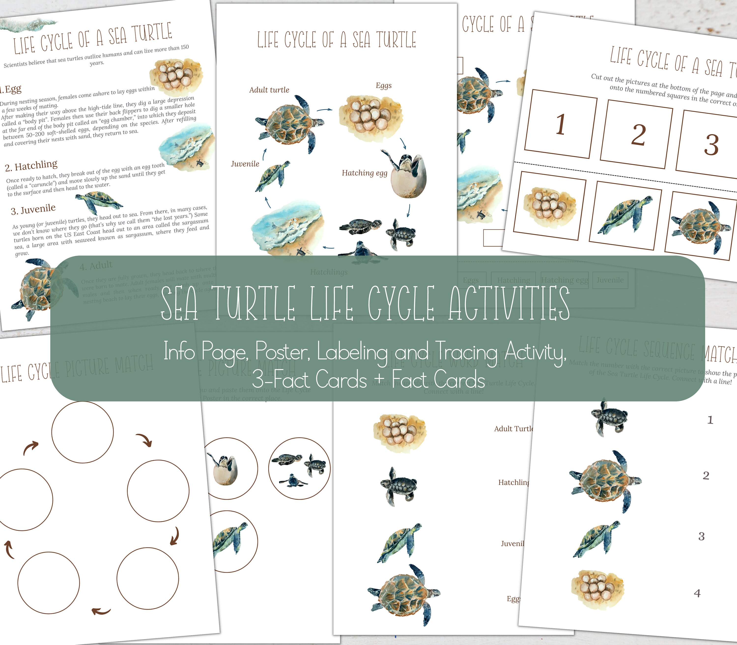 SEA TURTLE Life Cycle Nature Study Homeschool Printable - Etsy