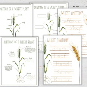 Wheat Unit Study, Life Cycle, Anatomy, Nature Study, Science ...