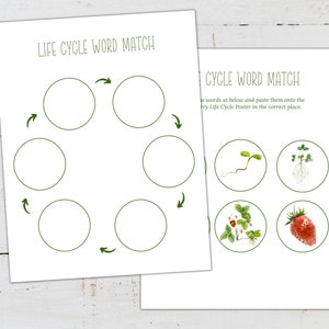 STRAWBERRY Life Cycle, Nature Study, Homeschool Printable, Instant ...