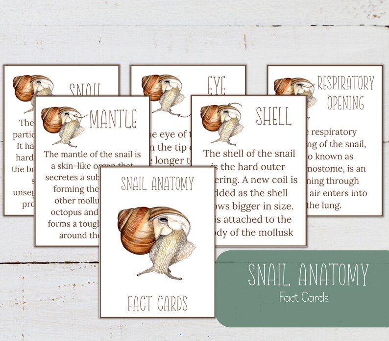 SNAIL Anatomy Poster Fact Cards Labeling and Tracing - Etsy Australia